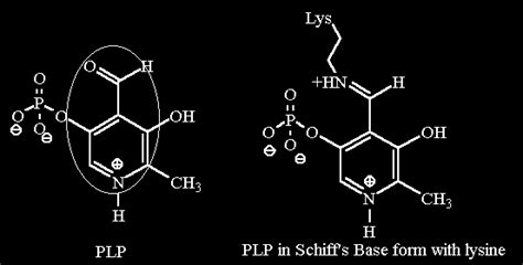 Pyridoxal Phosphate
