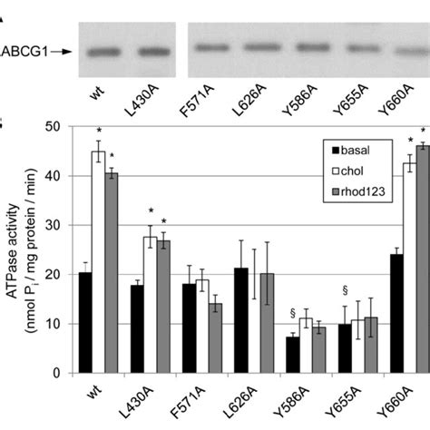 Subcellular Localization Of Abcg1 Mutant Variants In Mammalian Cells Download Scientific