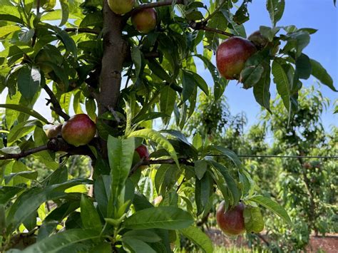 Juan Ivan Smuts On Linkedin 🌱nectarine Season About 2 Weeks Away With The Crop Looking Very…