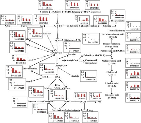 Simplified Scheme Of Lipids Pathway In C Subellipsoidea Cells With Download Scientific Diagram