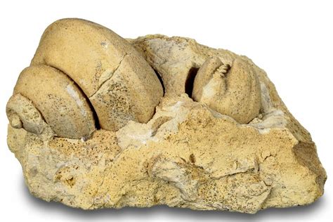 28 Ordovician Gastropod And Bivalve Wisconsin 248617 For Sale