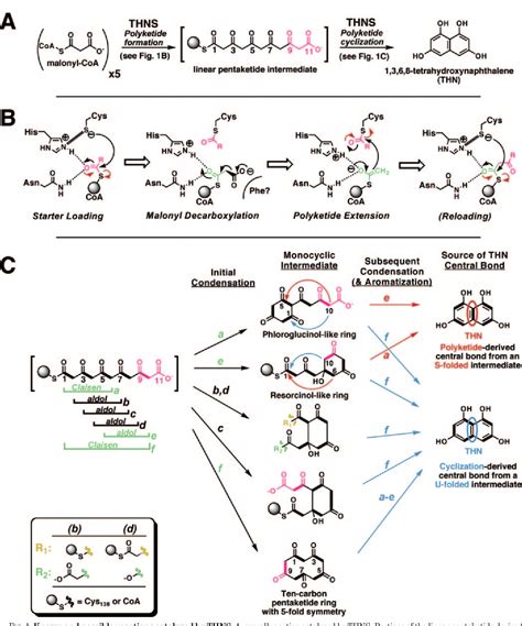 Figure 1 From Crystal Structure Of A Bacterial Type Iii Polyketide Synthase And Enzymatic