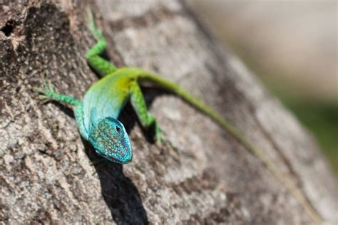 Allisons Anole Alchetron The Free Social Encyclopedia