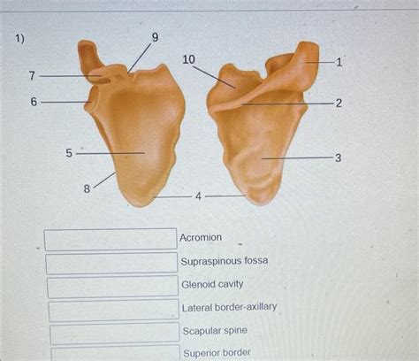 [solved] Please Help Acromion Supraspinous Fossa Glen