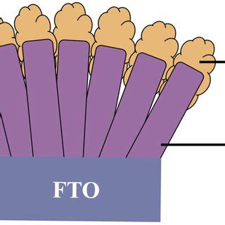 SEM Images Of Various Samples A B TiO2 C D TiO2ZnOC E F Download Scientific Diagram