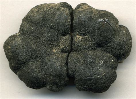 Pelagite Deep Seafloor Manganese Nodule Pacific Ocean Flickr