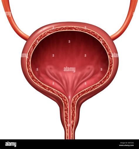 Urinary Bladder Model At Lachlan Ord Blog