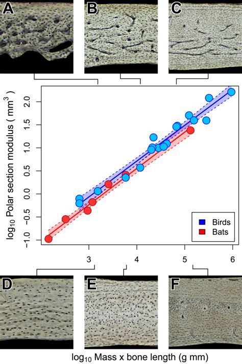 isometric scaling of polar section modulus zp in humeri of bats and