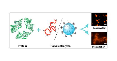 Effects Of Control Factors On Proteinpolyelectrolyte Complex