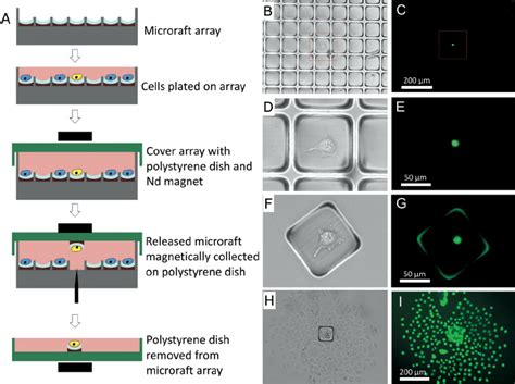 Single Cell Sorting With Magnetic Microrafts A Scheme For The