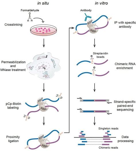 Researchers Develop Method For Deciphering Positional Rules In Splicing Lifeboat News The Blog