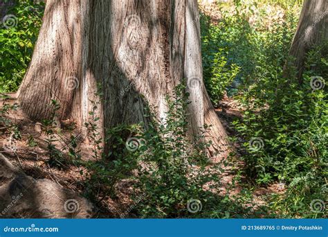 Texture Of The Old Bald Cypress Tree Bark Stock Image Image Of Bald Growing 213689765
