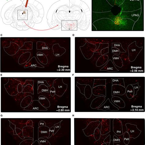 Anterograde Tracing From Dmh To Pag A The Anterograde Tracer Virus