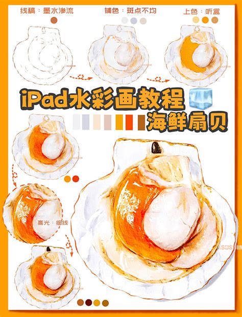 ipad水彩教程画一个扇贝 Susuim