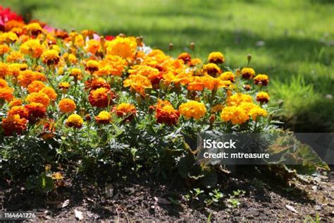 오렌지 아프리카 메리 골드 꽃으로 심어 화단 테두리여름 정원 공원의 이미지 연간 꽃 메리 골드 는 오렌지 꽃 잎 꽃 봉오리 잔디