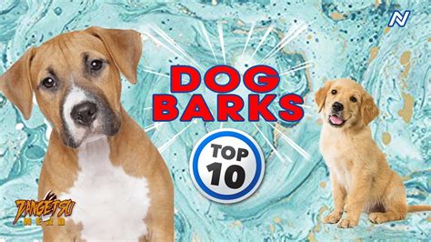 Top 10 Dog Barks Youtube