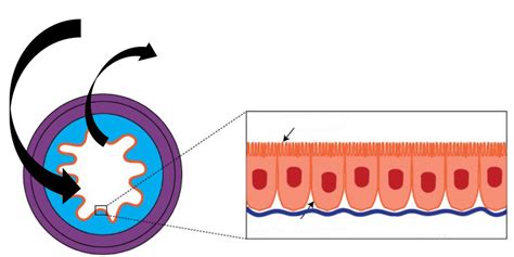 Biology 2602 Epithelial Tissue Diagram Diagram Quizlet