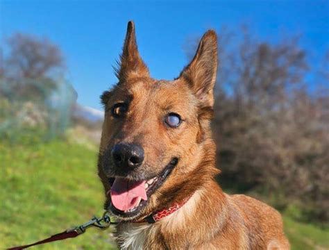 Kalisi Einsame Pfoten Zadar