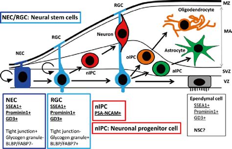 7 Neuroepithelial Cells Necs Proliferate At The Wall Of The Neural Download Scientific