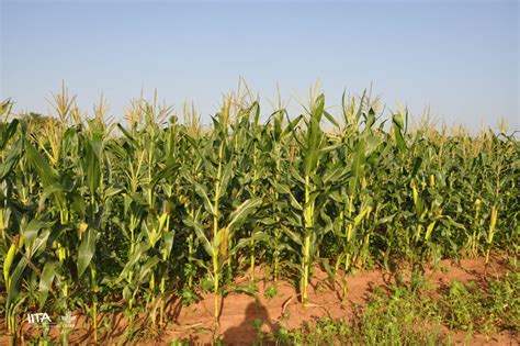 Bridging The Gender Gap In Maize Breeding A Call For Inclusive Agricultural Research In Nigeria