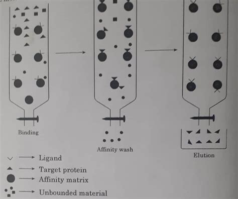 Affinity Chromatography Diagram