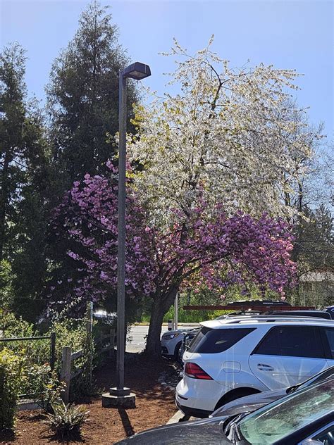 this tree has two different colors of blossoms r mildlyinteresting