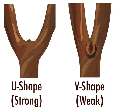 Yard Tree Placement And Risk Assessment Mississippi State University Extension Service