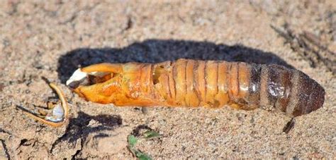 Javascript Scripts Loading Out Of Order In Chrome Stack Overflow