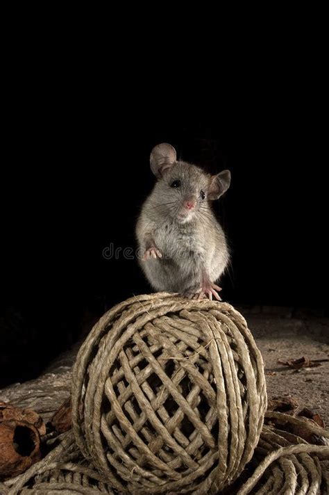 Mouse And Ball Stock Photo Image Of Rodent Ball Cheese 10619674