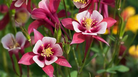 21 Native Plants That Thrive In The Shade
