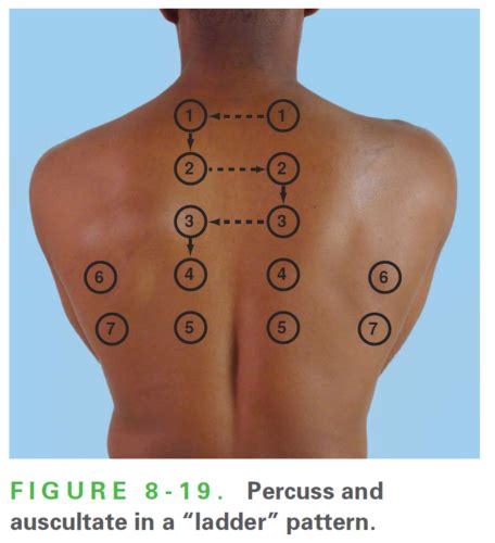 Pulm CV PV Practical Flashcards Quizlet