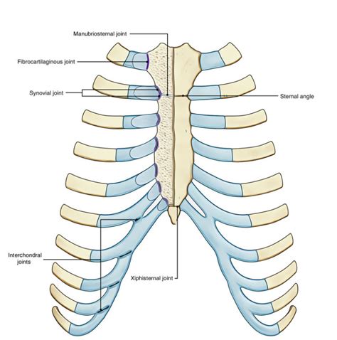 Interchondral Joints And Manubriosternal Joint Earths Lab