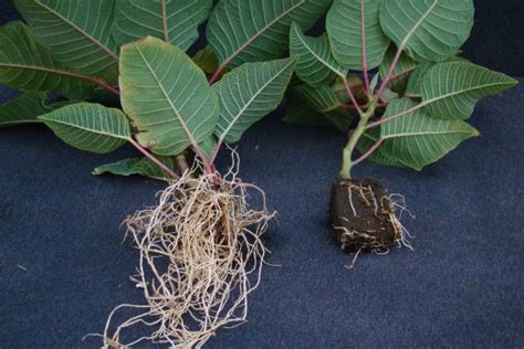 P Is For Pythium Root Rot On Ornamentals MSU Extension