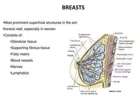 Ppt Breasts Powerpoint Presentation Free Download Id 2598309