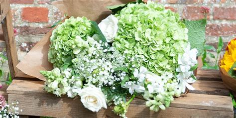 Top 12 Lucky Flowers & Plants - Blossoming Gifts