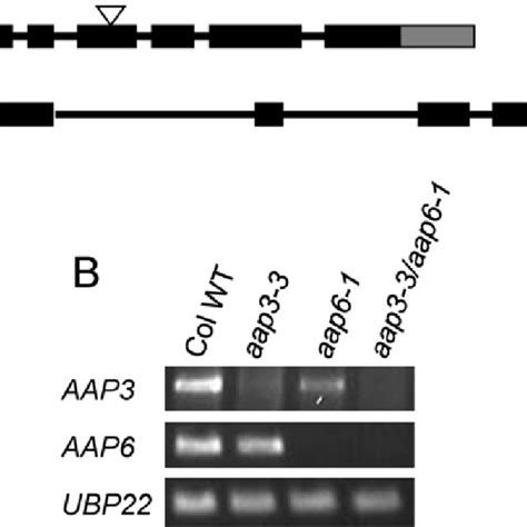 Molecular Characterization Of Amino Acid Permease Aap 3 And Aap6 T Dna