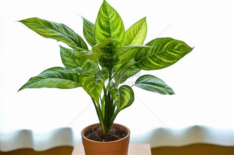 草本植物高清图片下载 正版图片600549084 摄图网