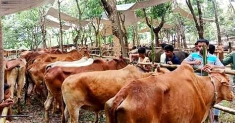 গরুর মাংস বিক্রি হবে ৬০০ টাকা কেজি দরে