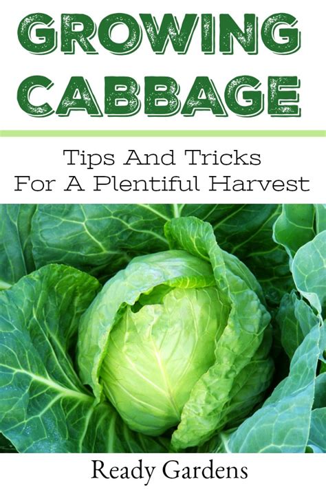 Growing Cabbage Tips And Tricks For A Plentiful Harvest Ready Gardens By Ready Nutrition