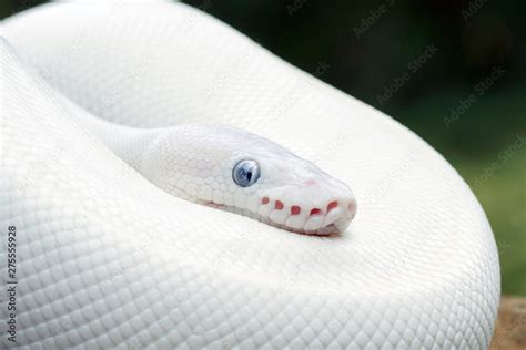 White Leucistic Ball Python Snake Stock Photo Adobe Stock