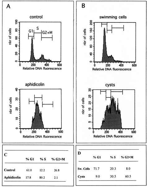 Cell Cycle Arrest Induced By Aphidicolin A And Cell Cycle Download Scientific Diagram