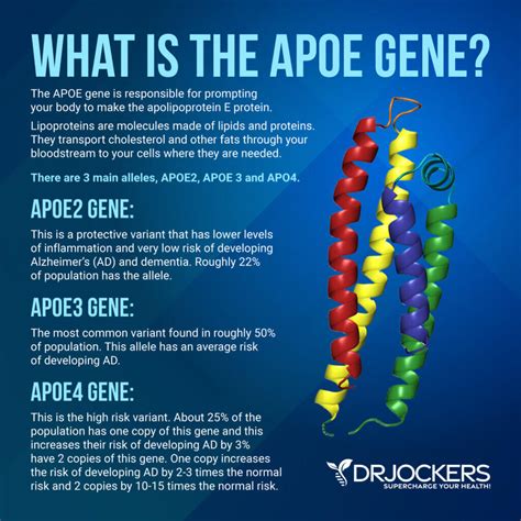 Apoe4 Gene And Your Risk Of Alzheimers