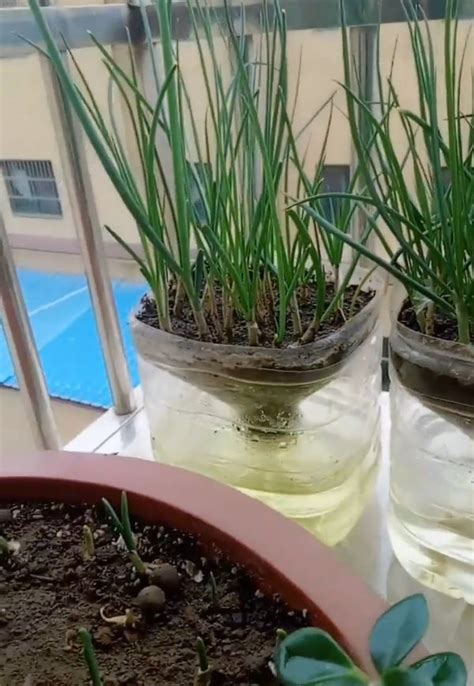 油桶种葱 油桶种菜 油桶种大蒜 大山谷图库