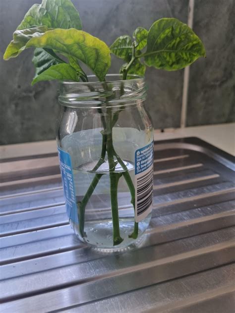 Cutting Propagation Rchilli