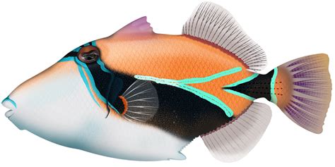 Wedgetail Triggerfish Rhinecanthus Rectangulus Marinewise