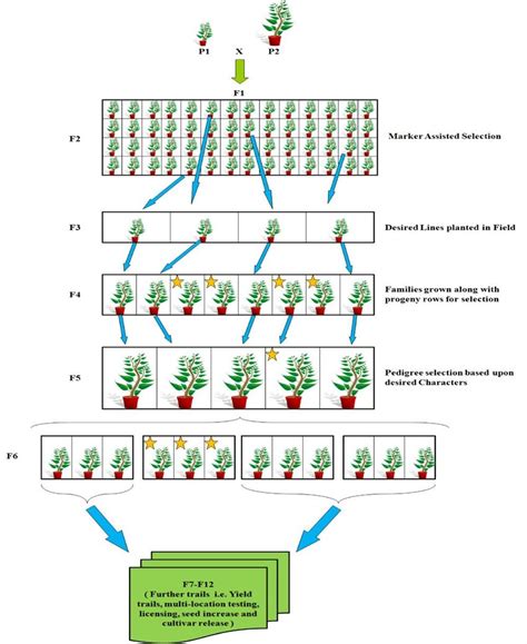 Marker Assisted Selection Mas Molecular Approaches For Seed Quality Detection In Agriculture