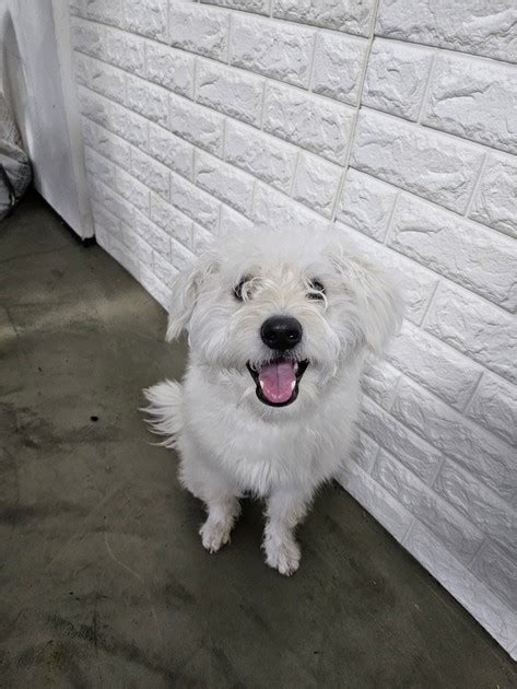 믹스견반야 강아지책임분양 강아지분양 고양이분양 컴투펫 시츄 셔틀랜드쉽독 말티푸 미니핀 치와와 요크셔테리어 포메라니안 말티즈 분양