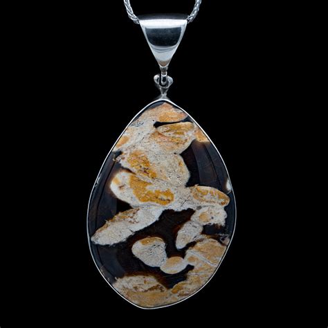 Carboniferous Fossil Plant 474 Lobatopteris Mini Museum Carboniferous Fossil Plant 474 Lobatopteris Mini Museum