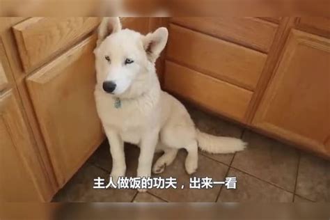 狗狗对小主人的奶嘴好奇，趁机偷吸，接下来憋住别笑奶嘴狗狗