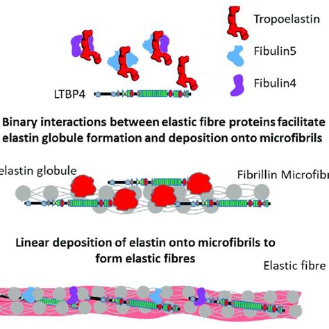 Model For Elastic Fibre Assembly Both Fibulin 4 And Fibulin 5 And Download Scientific Diagram